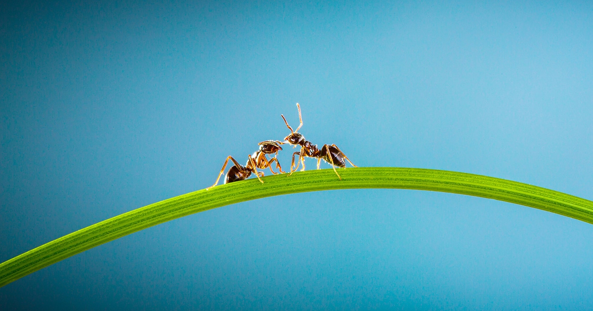 Con un bacio, così le formiche capiscono le caratteristiche della prole ...