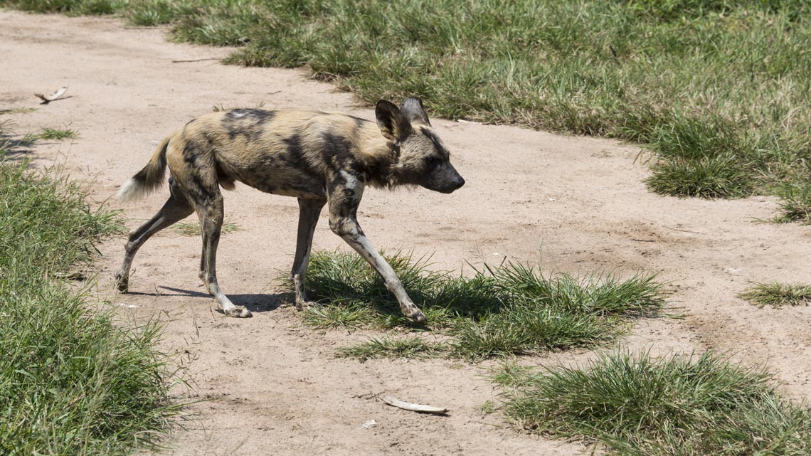 Licaone o lycaon pictus: tutto sul cane iena africano - LifeGate
