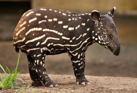 Animal and plant species declared extinct between 2010 and 2019, the ...