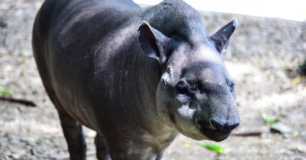 Come i tapiri contribuiscono alla rinascita delle foreste in Brasile ...