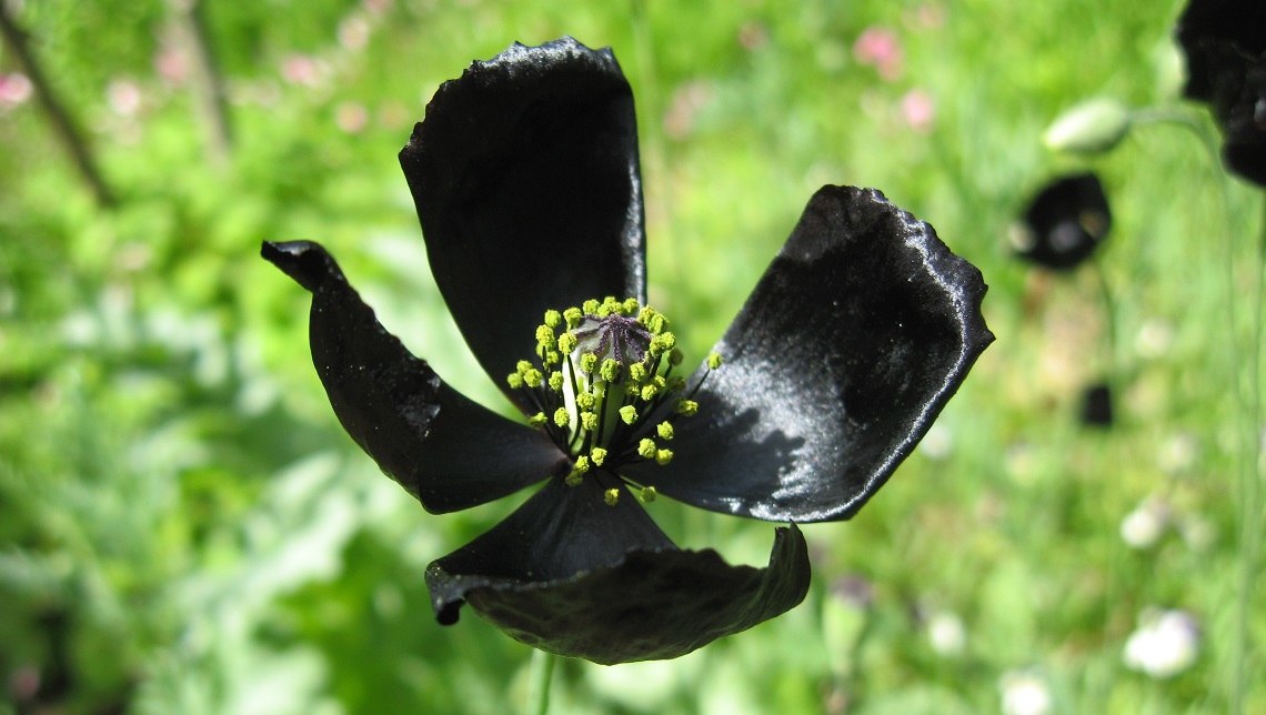 Il papavero nero, il fiore che non c’era - LifeGate