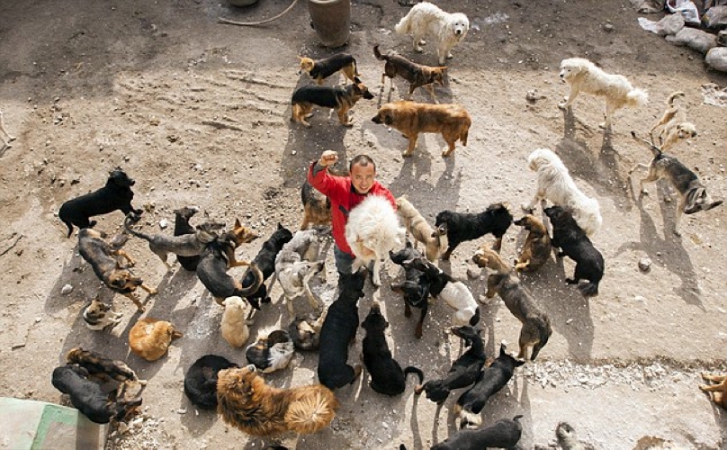 The Chinese millionaire who spent his entire fortune to save dogs from ...