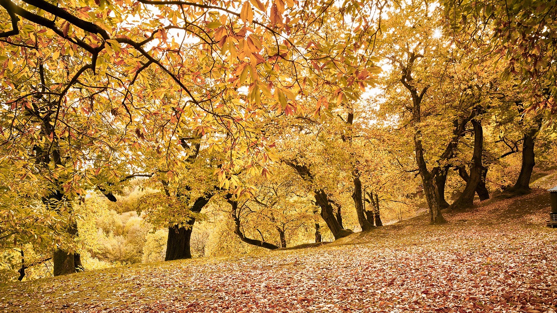 Tempo di castagne: dove raccoglierle, mangiarle o semplicemente ...