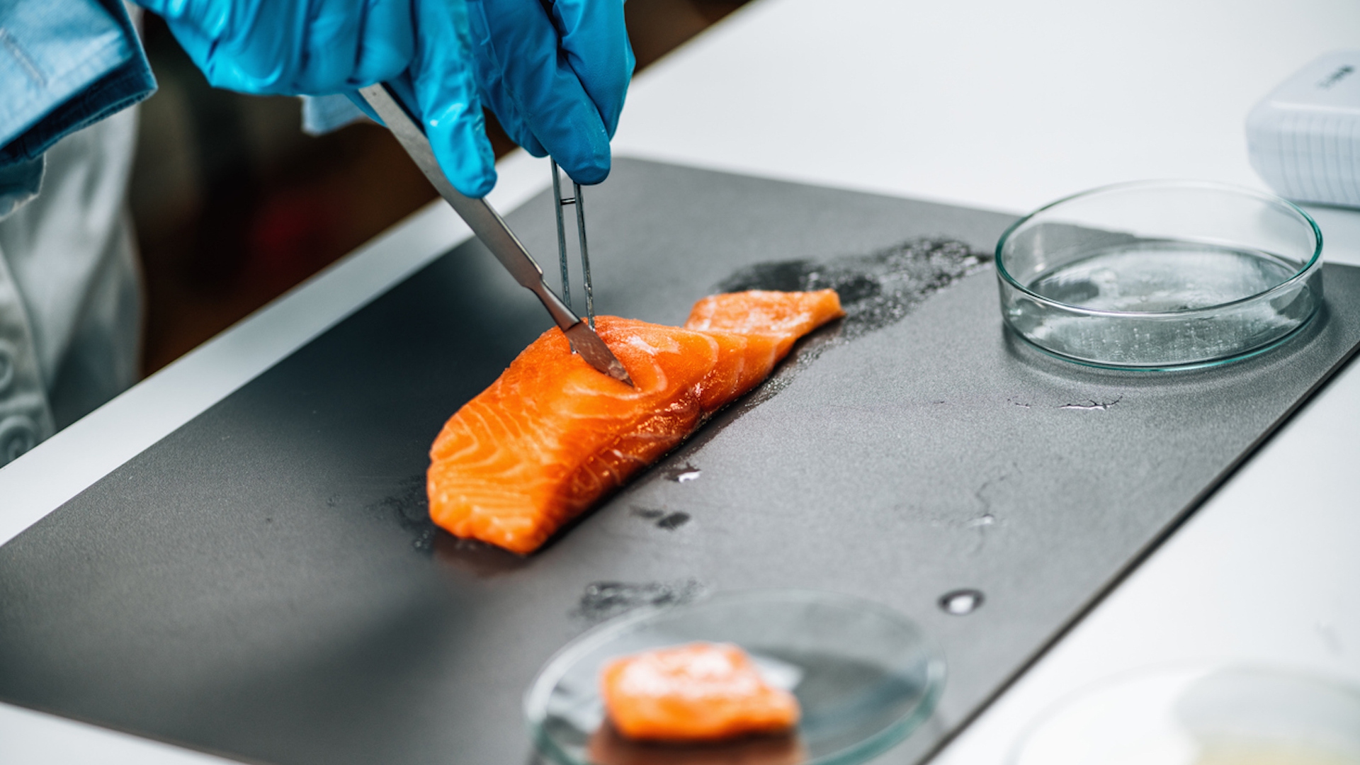 Pesce creato in laboratorio, un trend che attrae sempre più ...