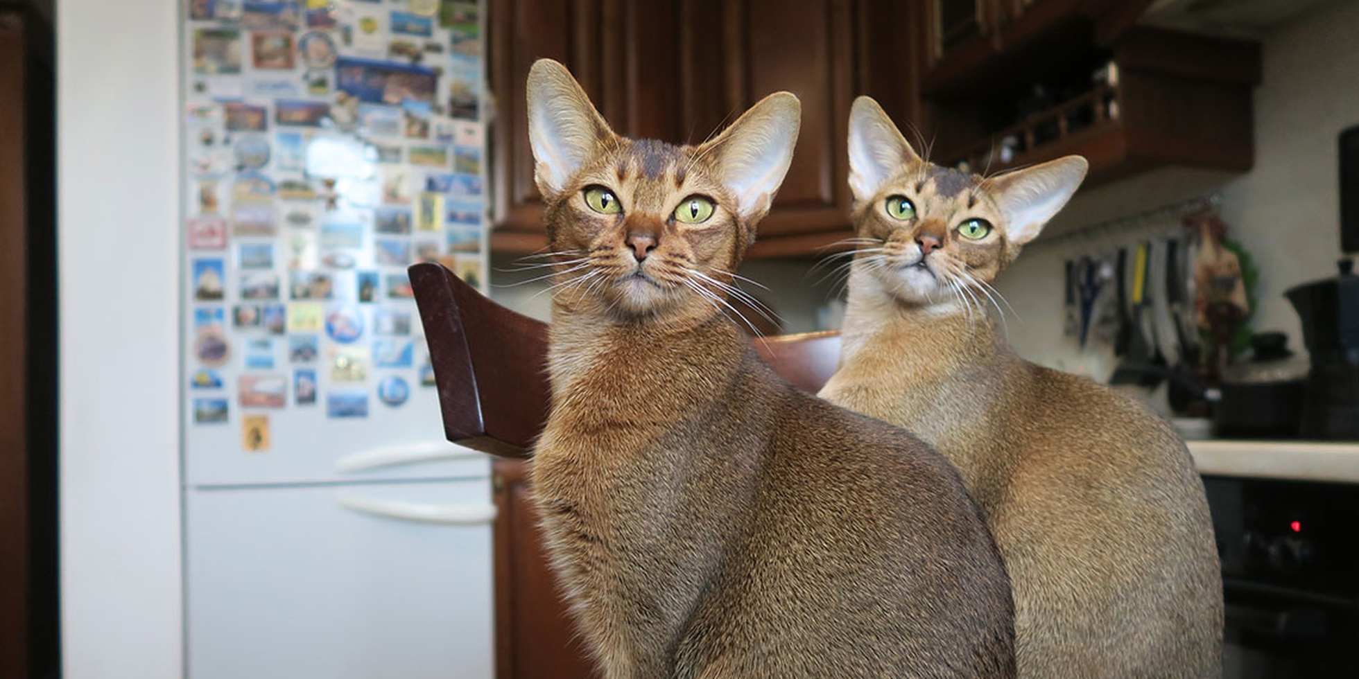 Abissino, il gatto dalle grandi orecchie che arriva dal passato - LifeGate