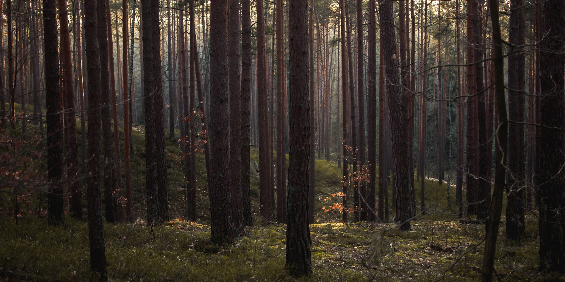 Gruppo Saviola e LifeGate insieme a Ecomondo - LifeGate