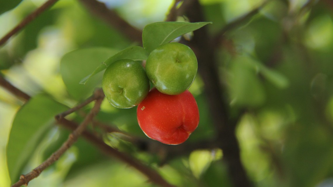 Acerola, le proprietà di una vitamina C tutta vegetale - LifeGate