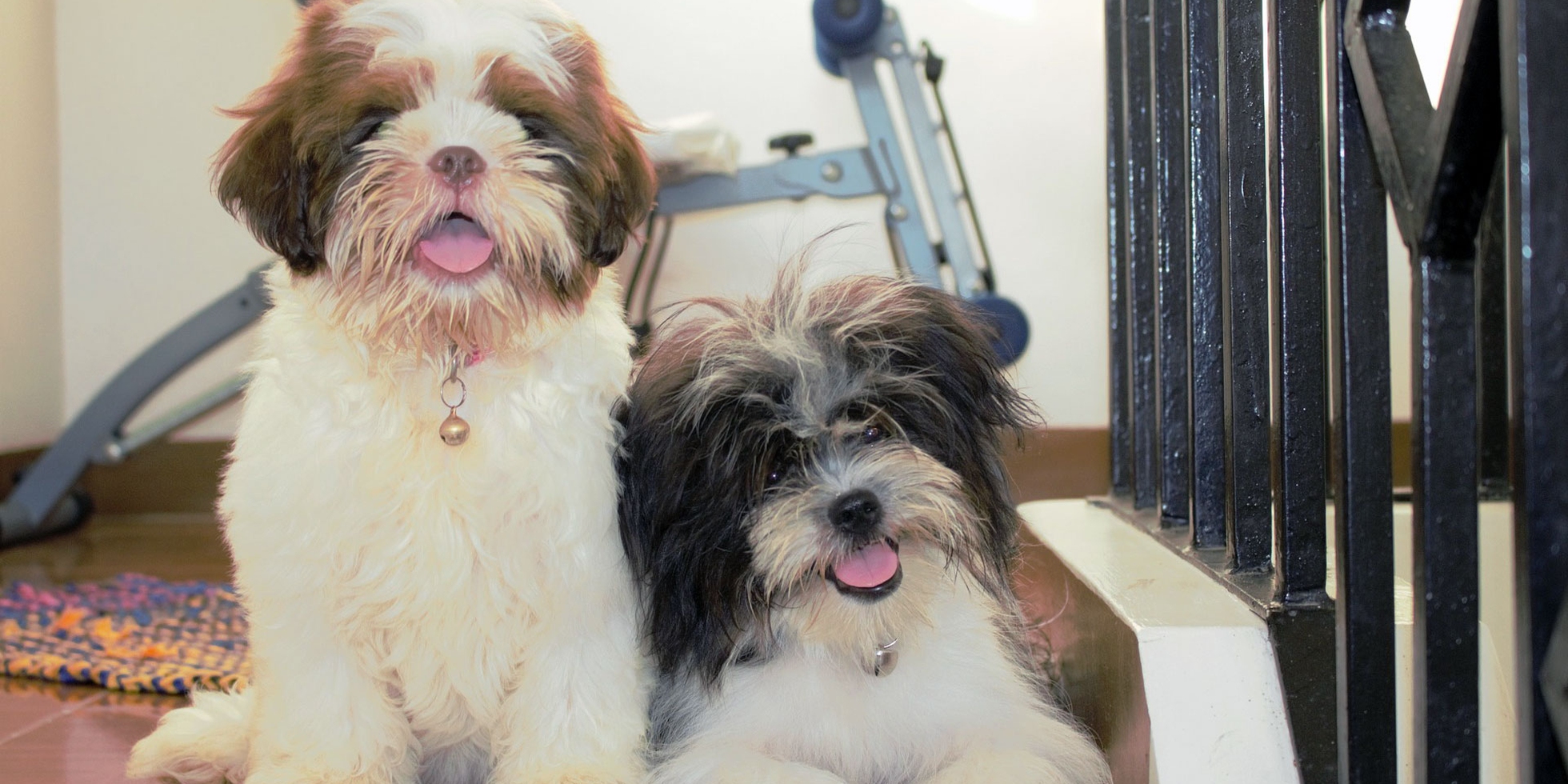 Shitzu, il piccolo guardiano dalla salute di ferro - LifeGate