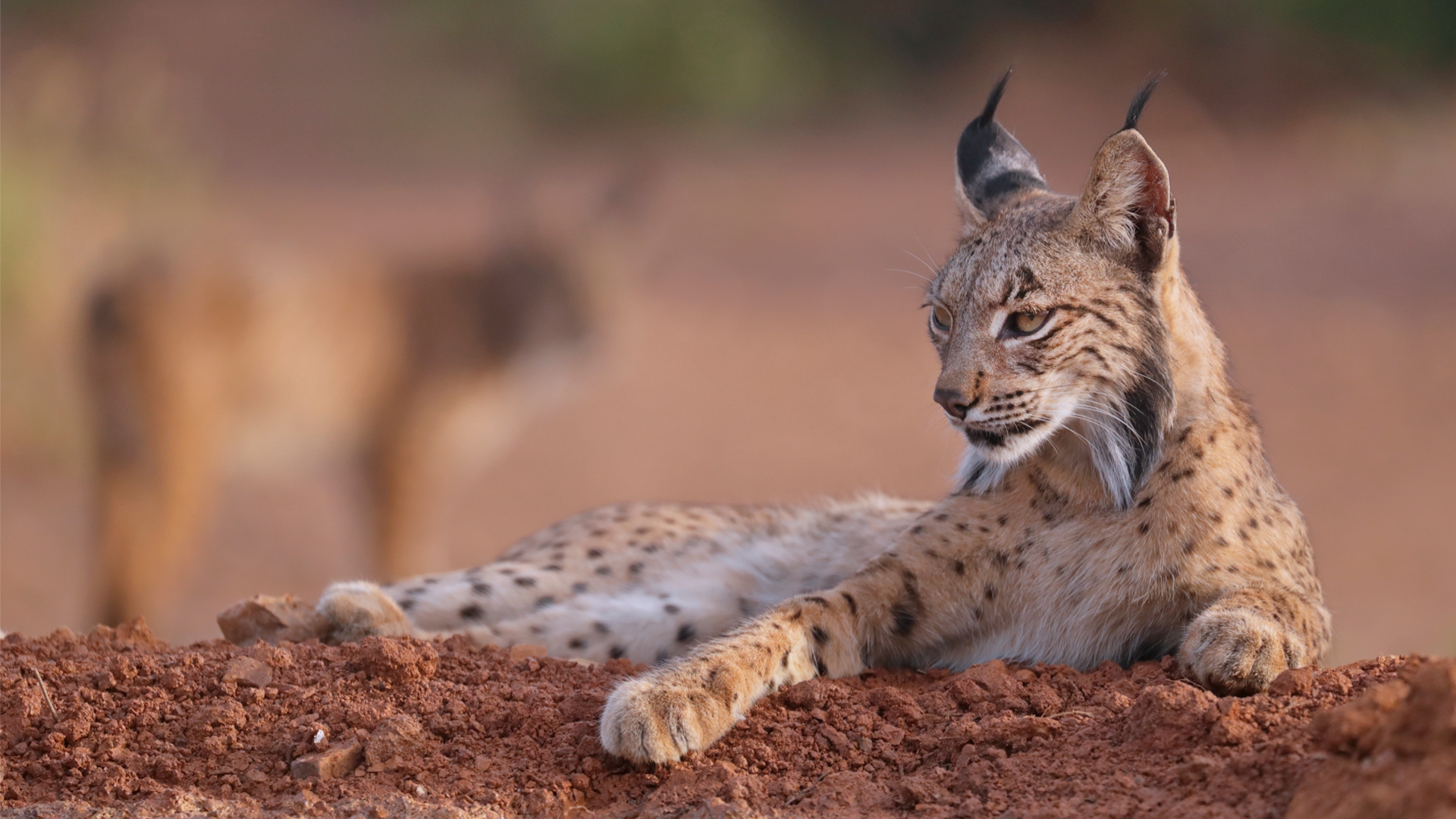 L’incoraggiante ritorno della lince iberica - LifeGate
