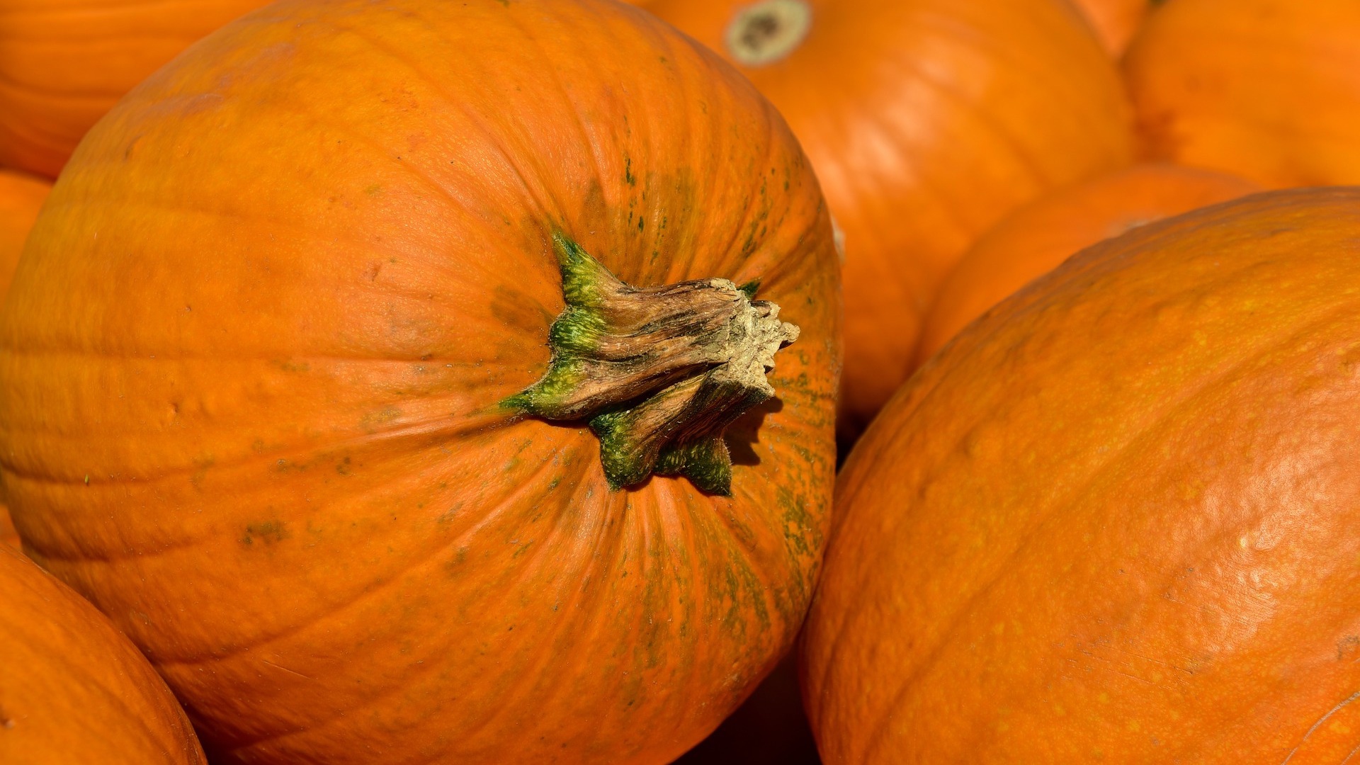 Zucca, proprietà, tipi, ricette - LifeGate