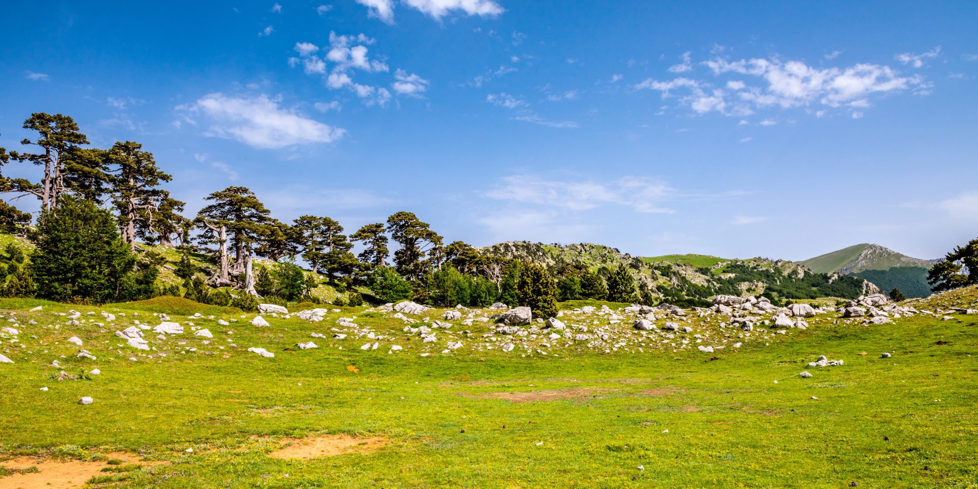 Perché la biodiversità del Parco nazionale del Pollino è unica - LifeGate