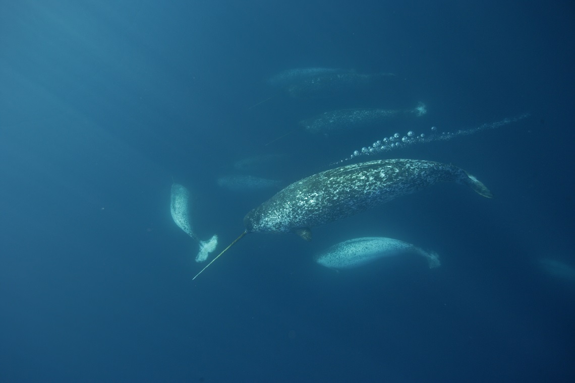 Legends and truths about narwhals, the mysterious unicorns of the ...