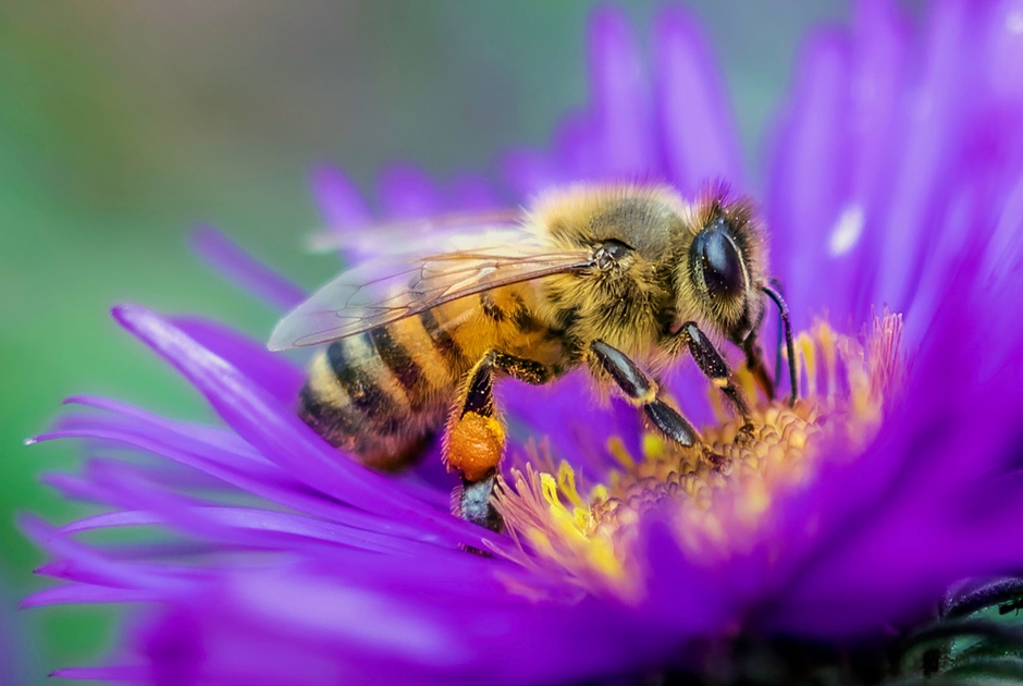 10 fatti sulla moria delle api. Indizi, cause, spiegazioni e azioni ...