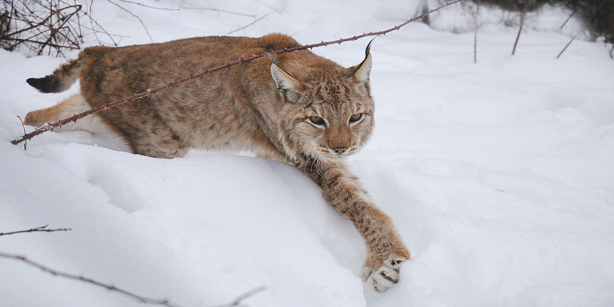 La reintroduzione della lince nelle Alpi Giulie - LifeGate
