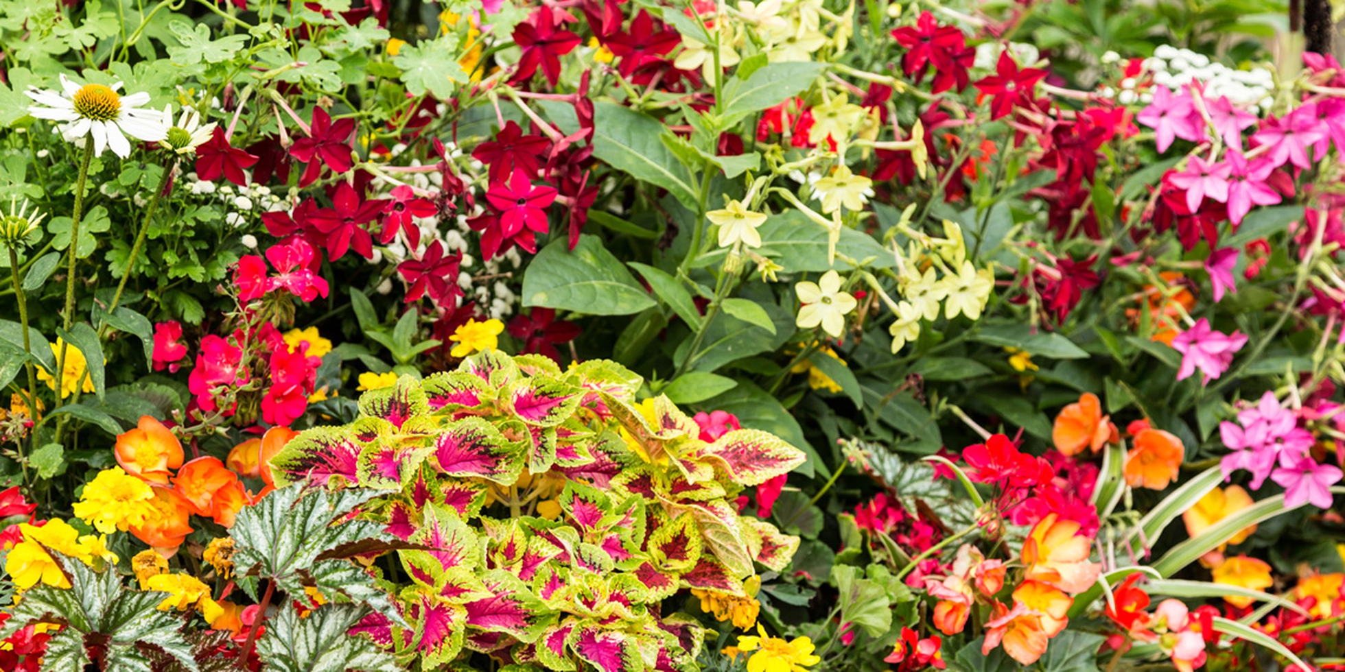Fiori eduli: l’elenco dei fiori commestibili che puoi usare in cucina ...