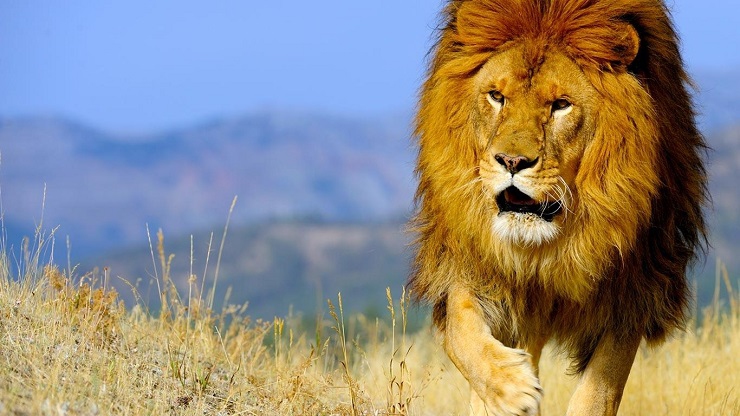 The lion is back in Gabon after having been declared extinct - LifeGate