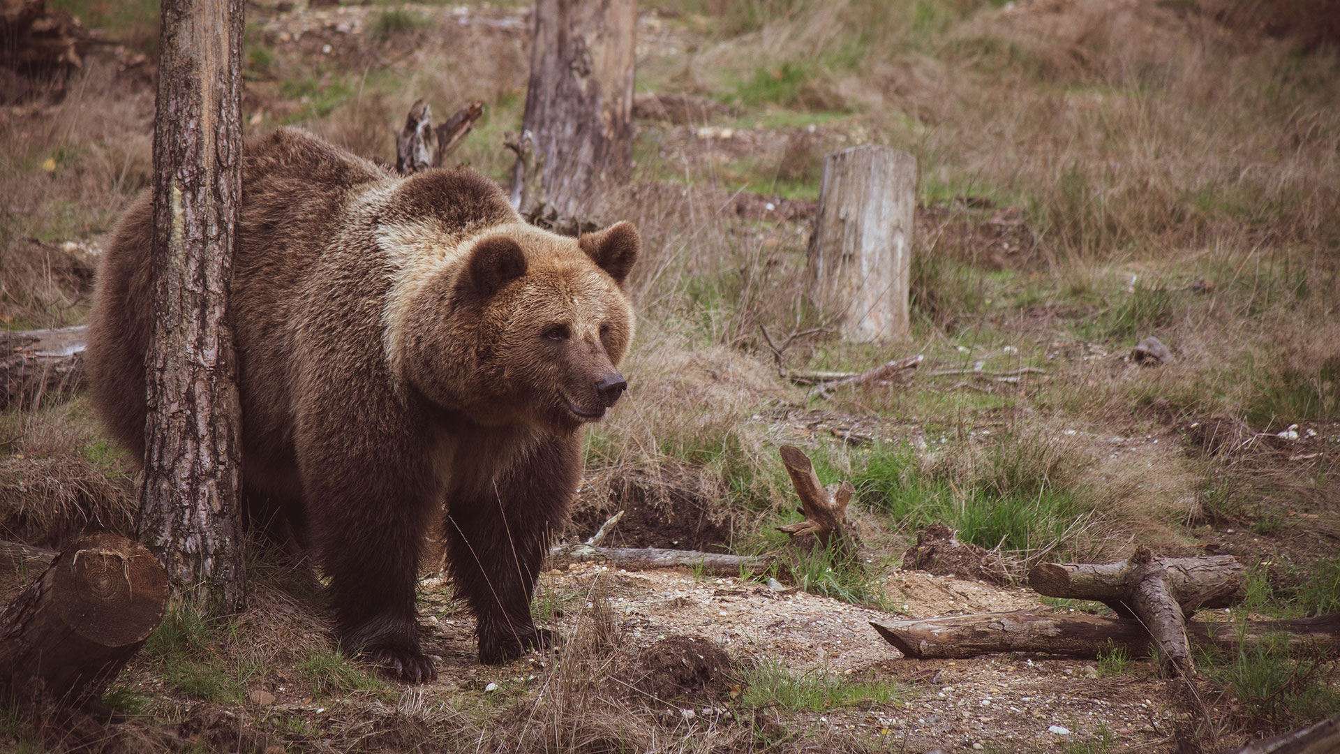 Le 11 specie salvate grazie ai parchi italiani - LifeGate