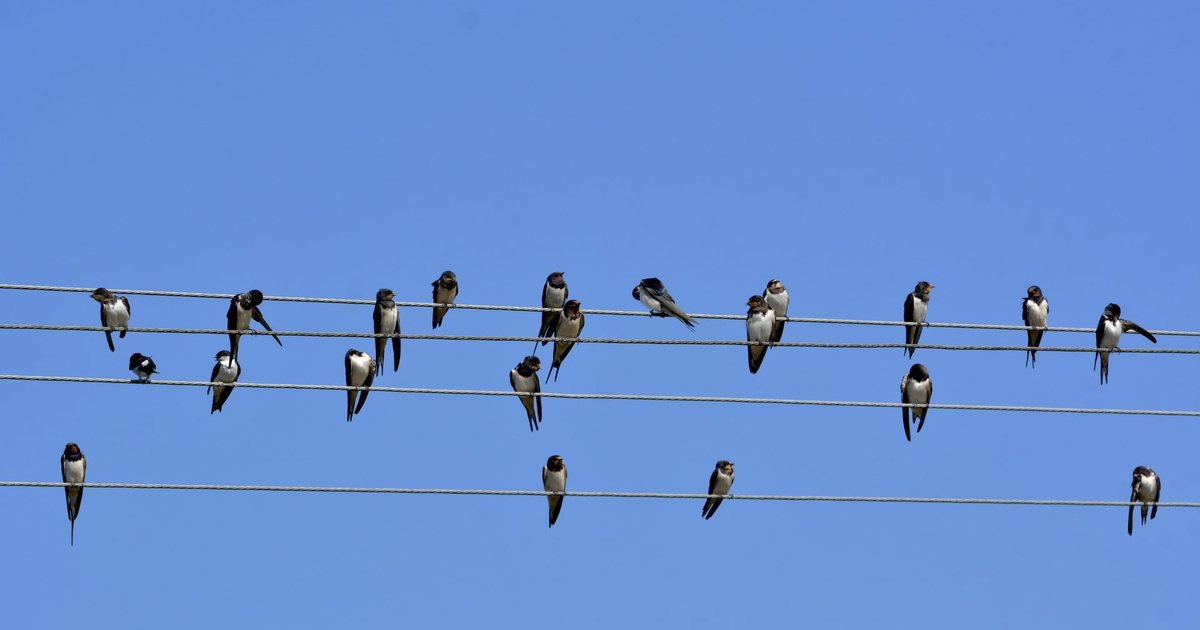 Rondini e allevatori, storia di un legame antico che fa bene a tutti ...