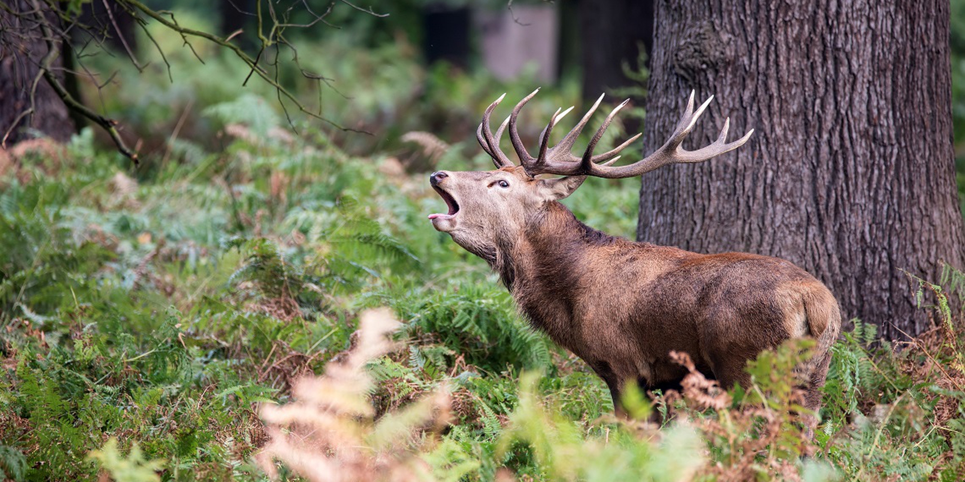 Biodiversità. Come l’Europa vuole riportare la natura nelle nostre vite