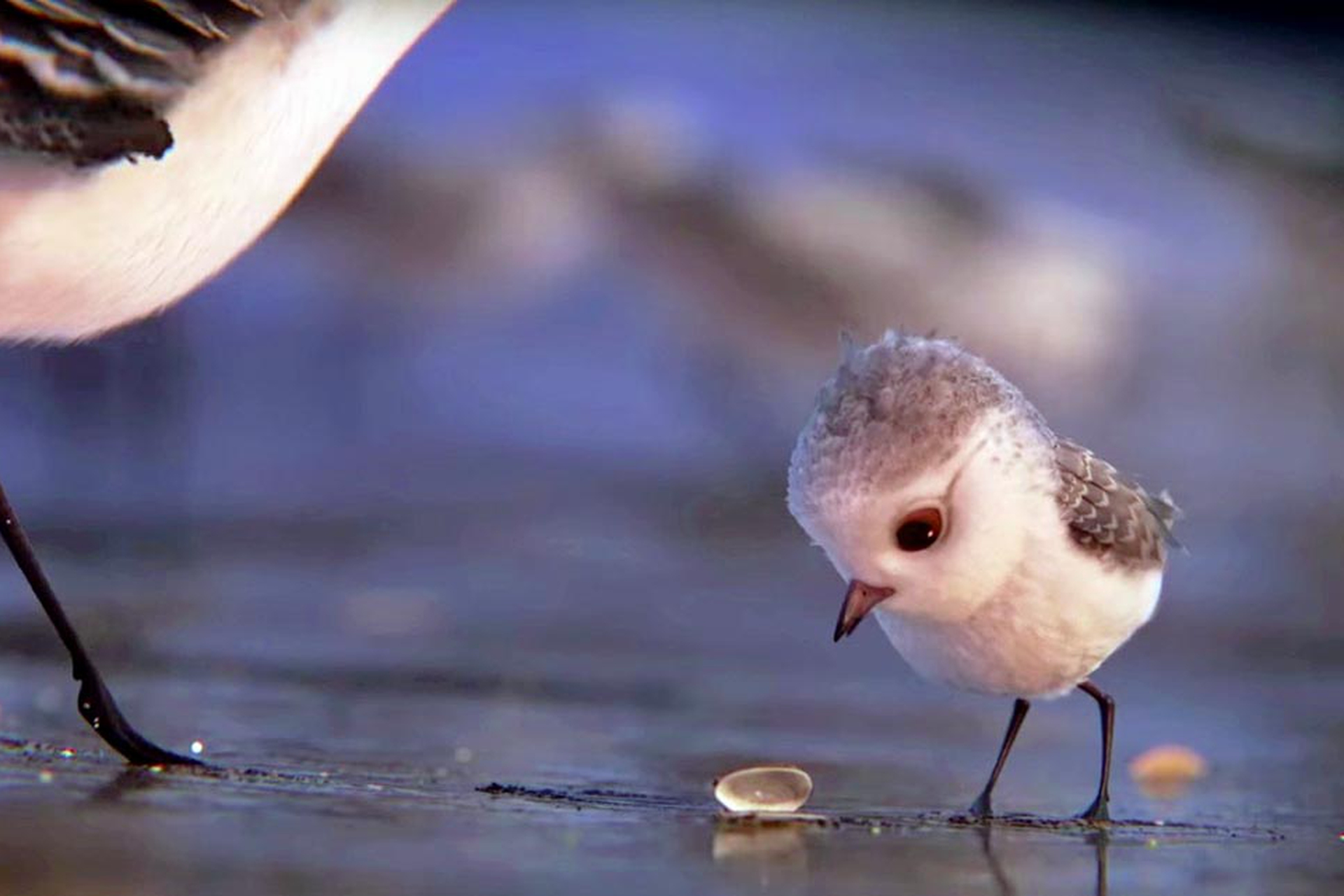Guarda online Piper, il nuovo, adorabile corto Pixar