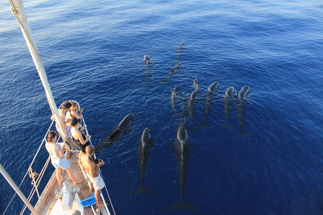 Discovering the whales and dolphins of the Mediterranean Sea - LifeGate