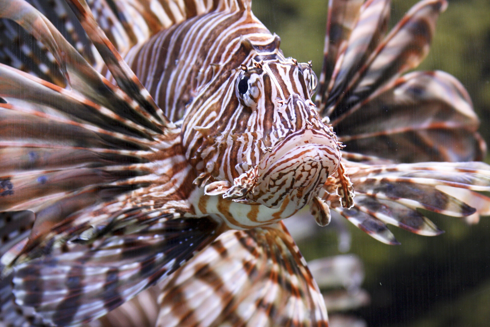 Il Mediterraneo è sempre più tropicale, anche le specie che lo abitano ...
