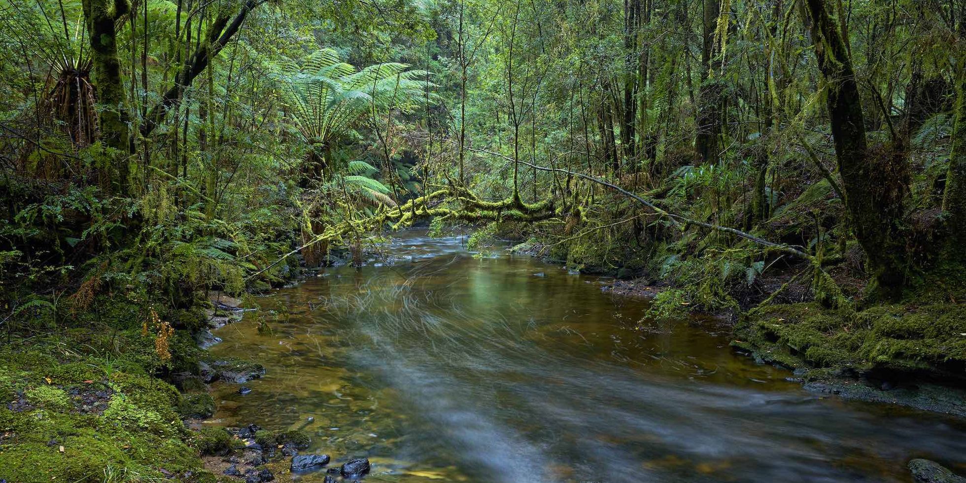 Tasmania, gli aborigeni erano stati dichiarati estinti. Dopo 40 anni, l ...