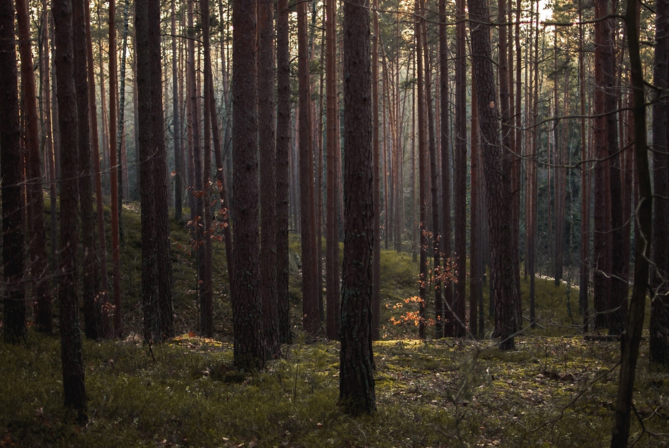Alessandro Saviola. Il pannello in legno riciclato ha cambiato il ...
