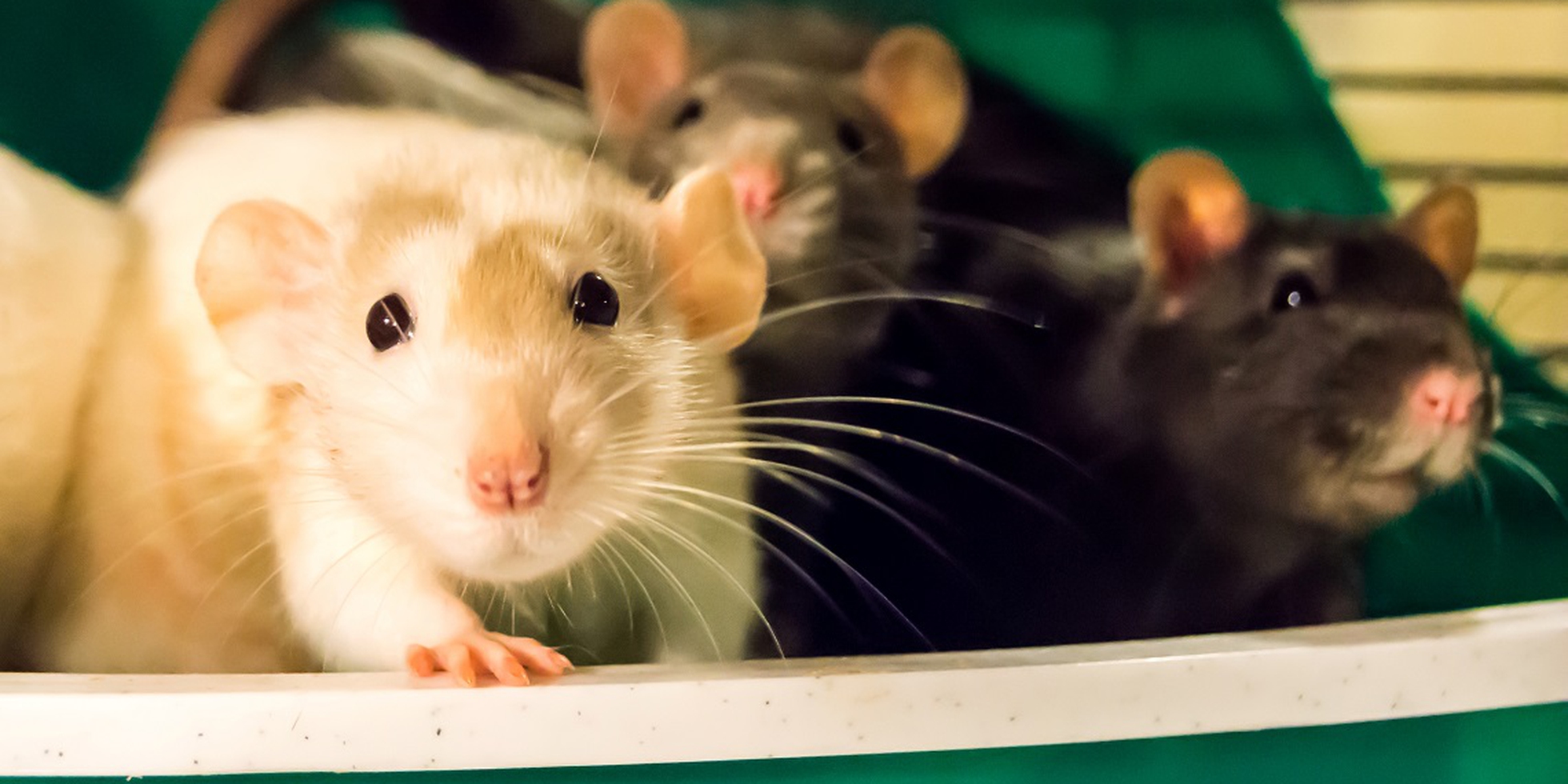 Ai ratti non piace danneggiare i propri simili - LifeGate