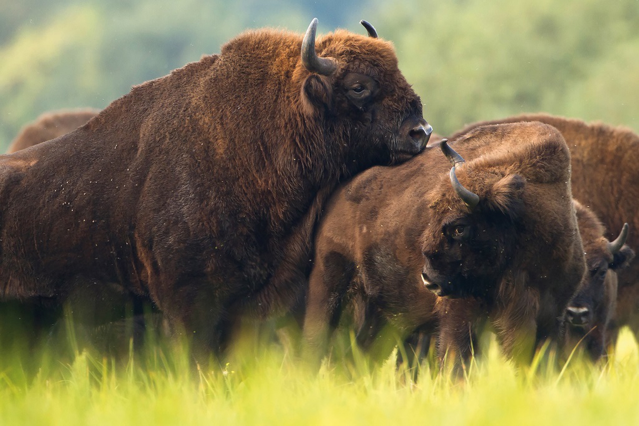 Why megafauna is becoming extinct, again - LifeGate