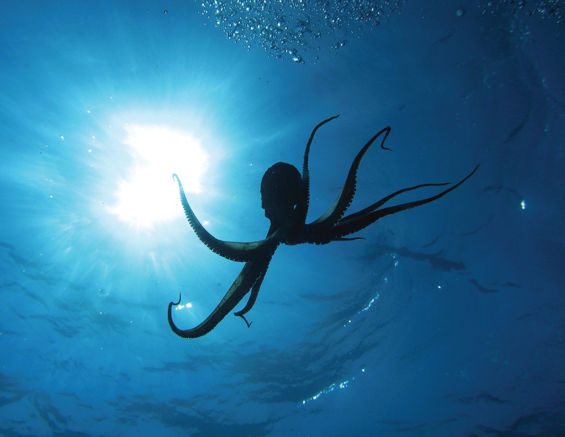 The beauty of cephalopods. Why we must protect them - LifeGate