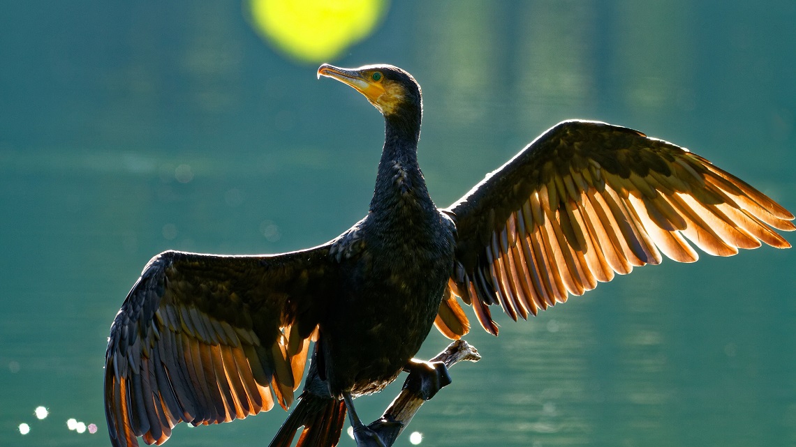 La Lombardia approva l’abbattimento di quasi mille cormorani per far ...