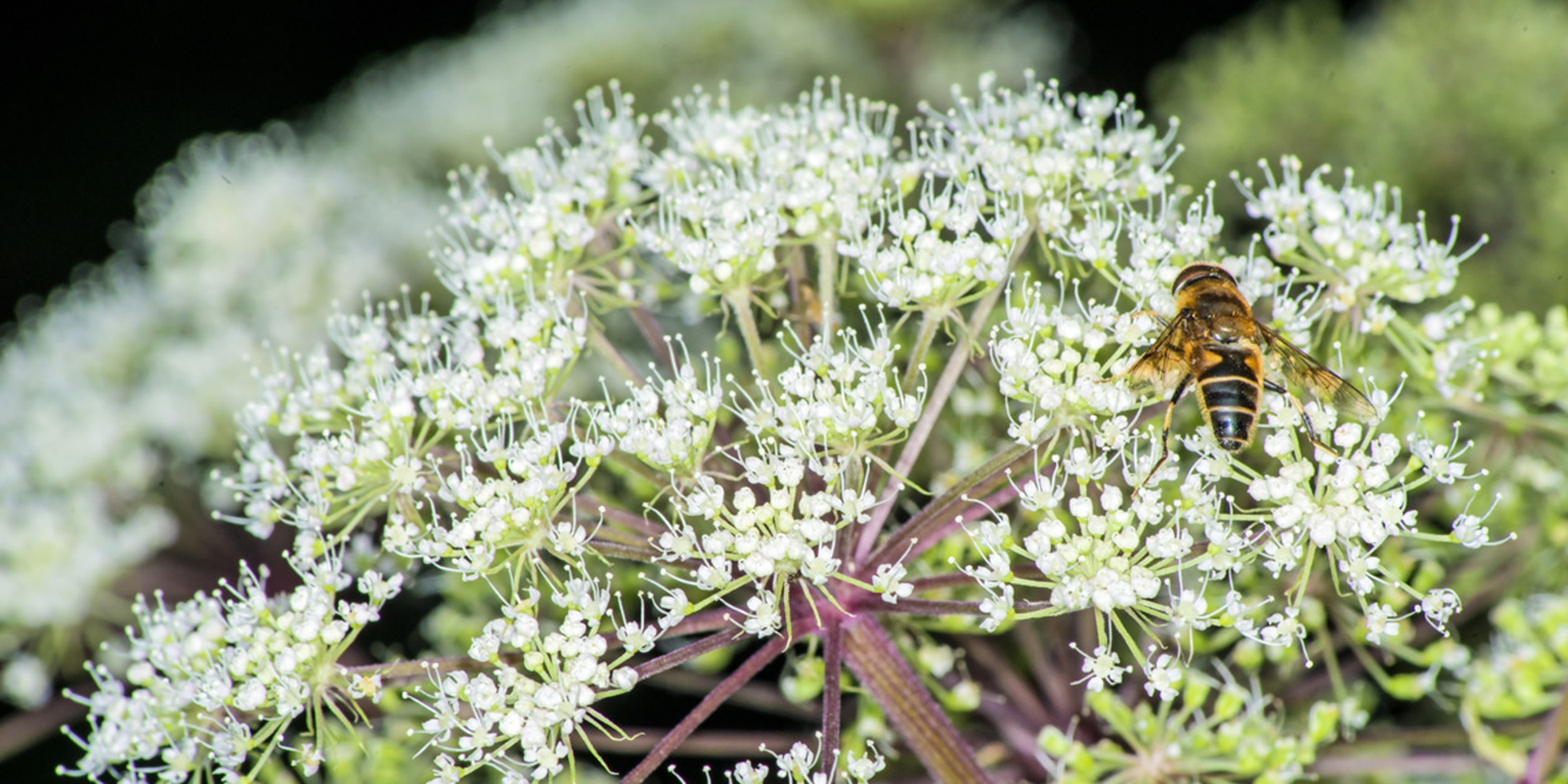 Angelica Sinensis, proprietà e usi dell'angelica cinese - LifeGate