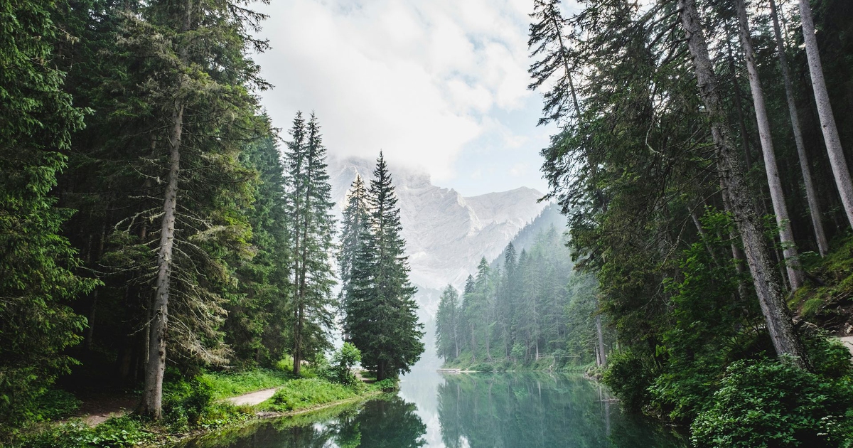 Giornata internazionale delle foreste, il 21 marzo si festeggiano i ...