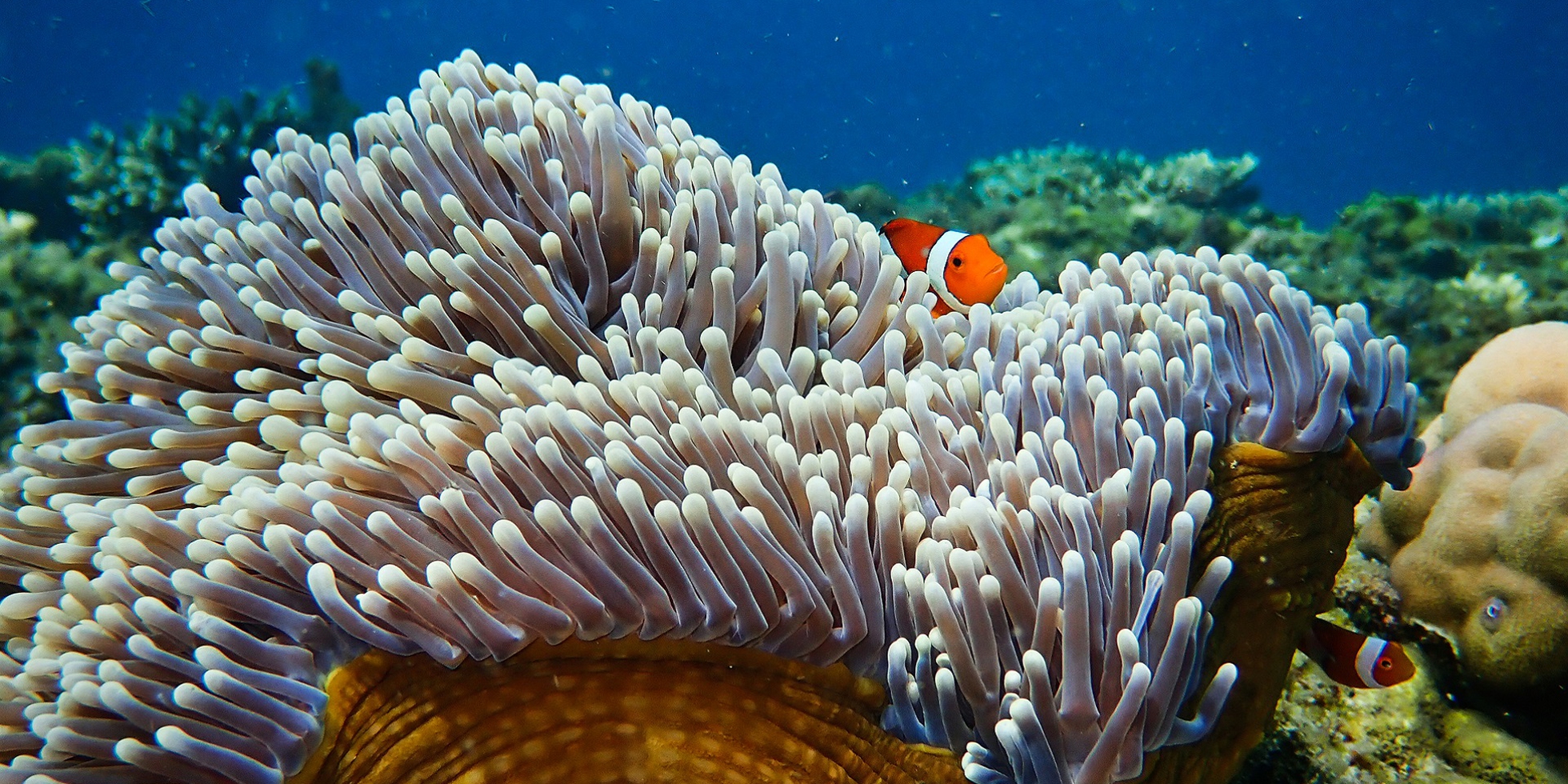 Artificial intelligence trained to study coral reef "song"