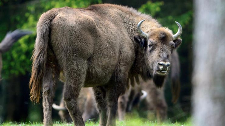 Native Americans stand up against the slaughter of Yellowstone bison ...