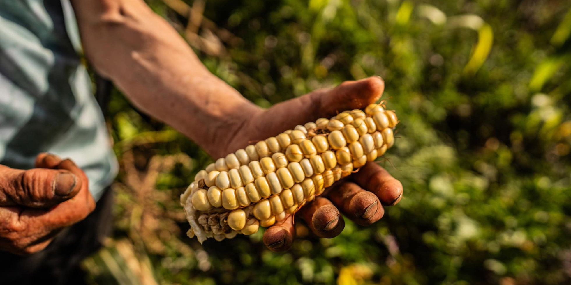 Come in Colombia agricoltori e indigeni si stanno battendo contro il ...