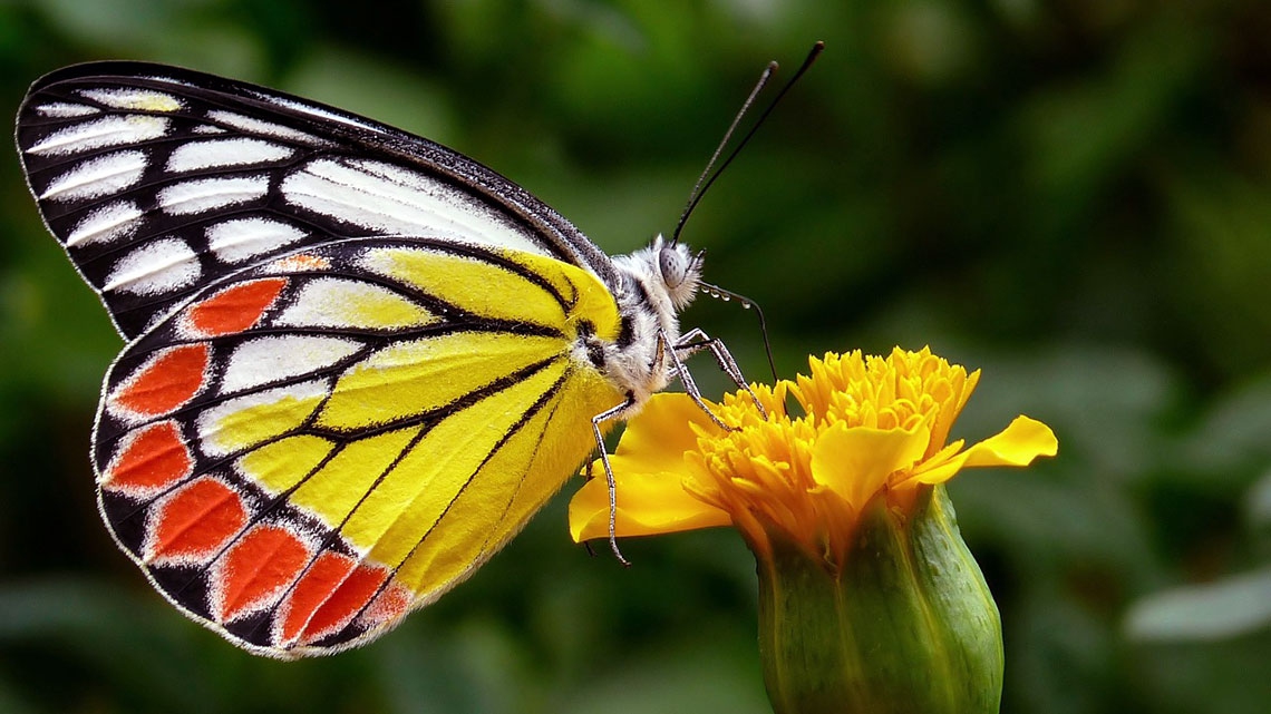 Le farfalle sono volate via dall'Olanda