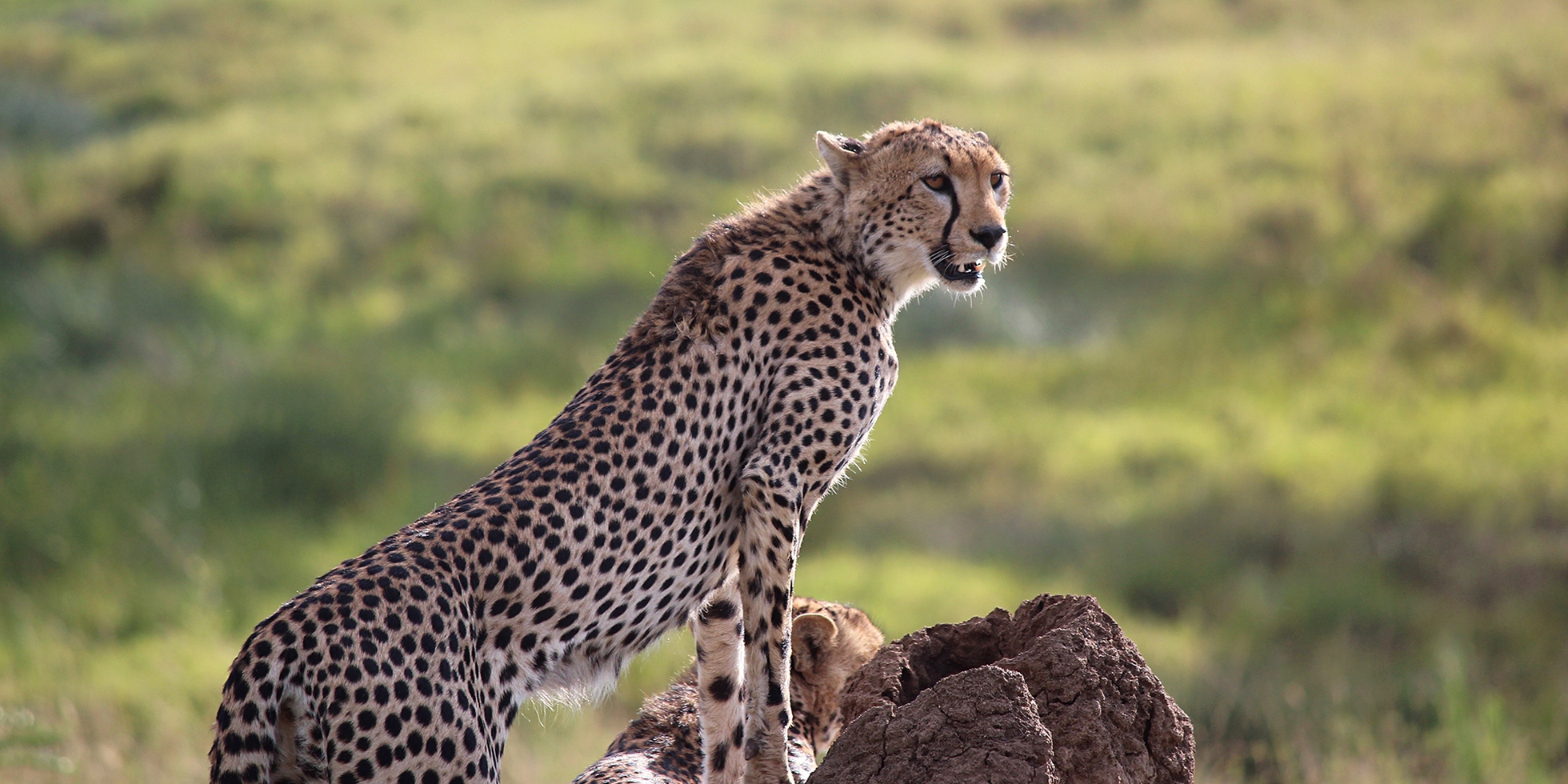 Dopo settant’anni, in India torneranno i ghepardi - LifeGate
