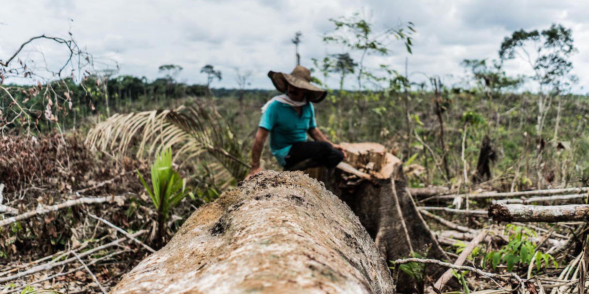 The high price of peace in Colombia: deforestation in the Amazon - LifeGate