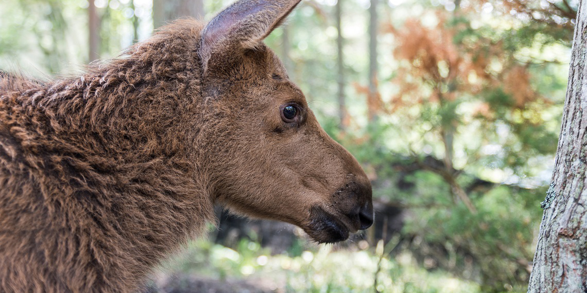 Francia, nelle Alpi marittime è nato il primo cucciolo di alce da 2000 ...