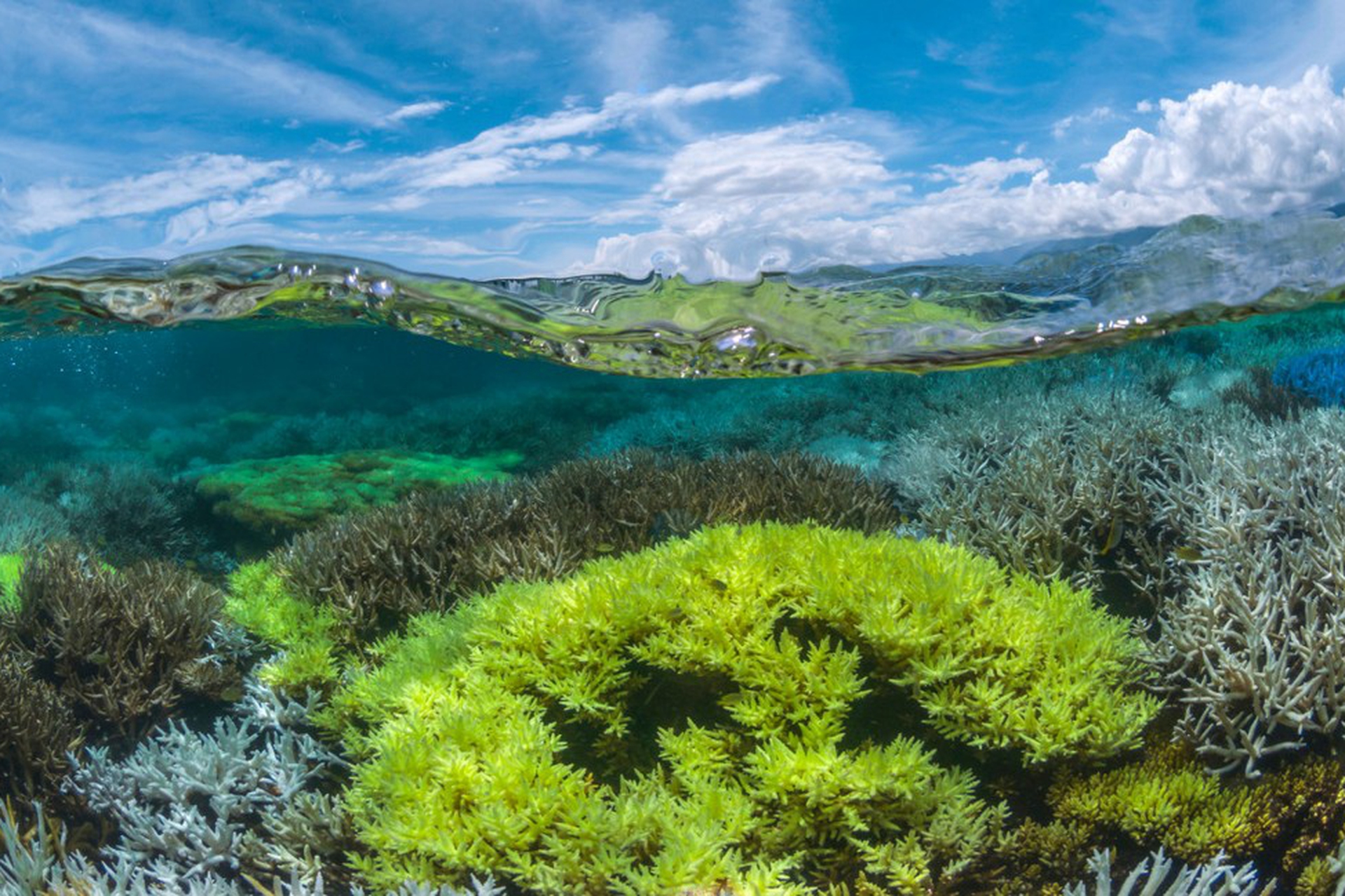Chasing Coral, the documentary on coral reefs that makes us all feel ...
