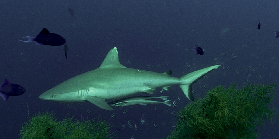La grande bellezza dello squalo, oceano di biodiversità - LifeGate