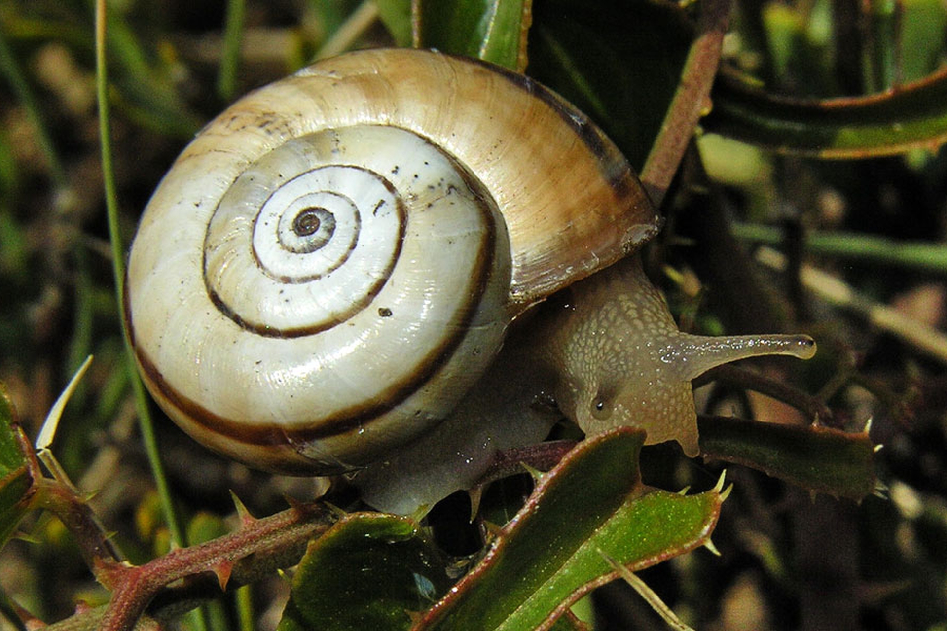 Salviamo le chiocciole. Il progetto per salvare le specie italiane ...
