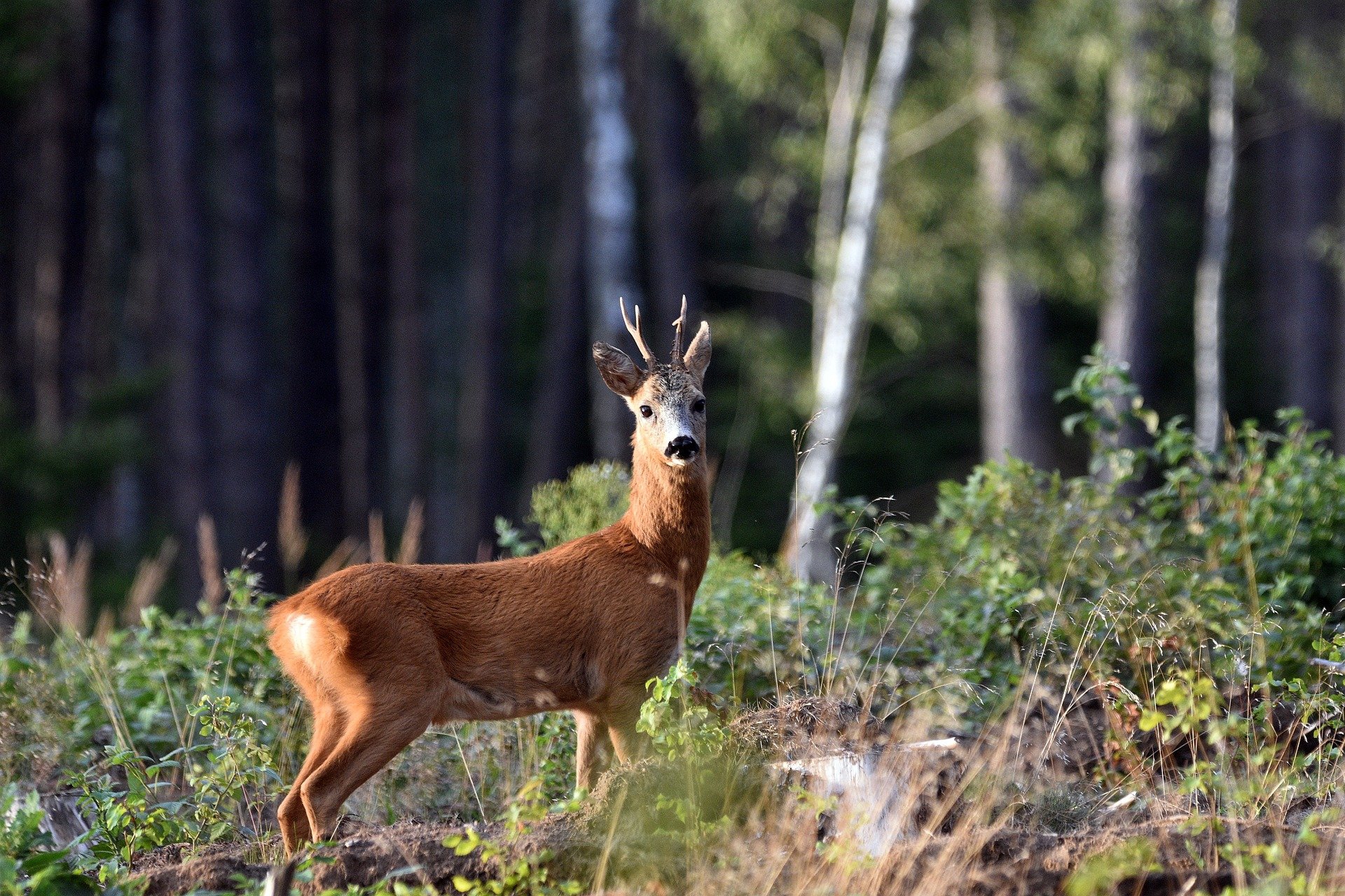 Come se la passa il capriolo in Italia - LifeGate