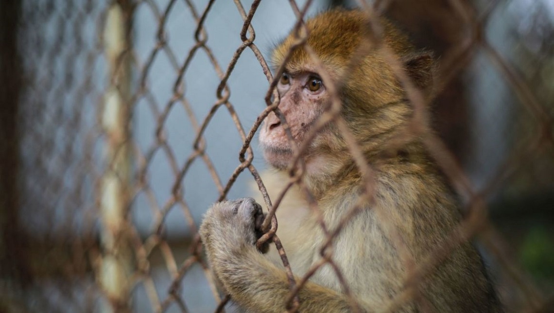 Where the animals of the worst zoo in the world will go - LifeGate