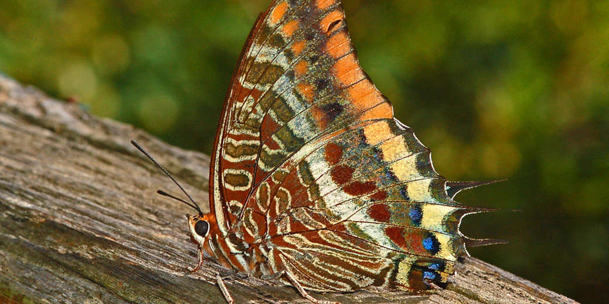Farfalia, un progetto per salvare le farfalle in pericolo di estinzione
