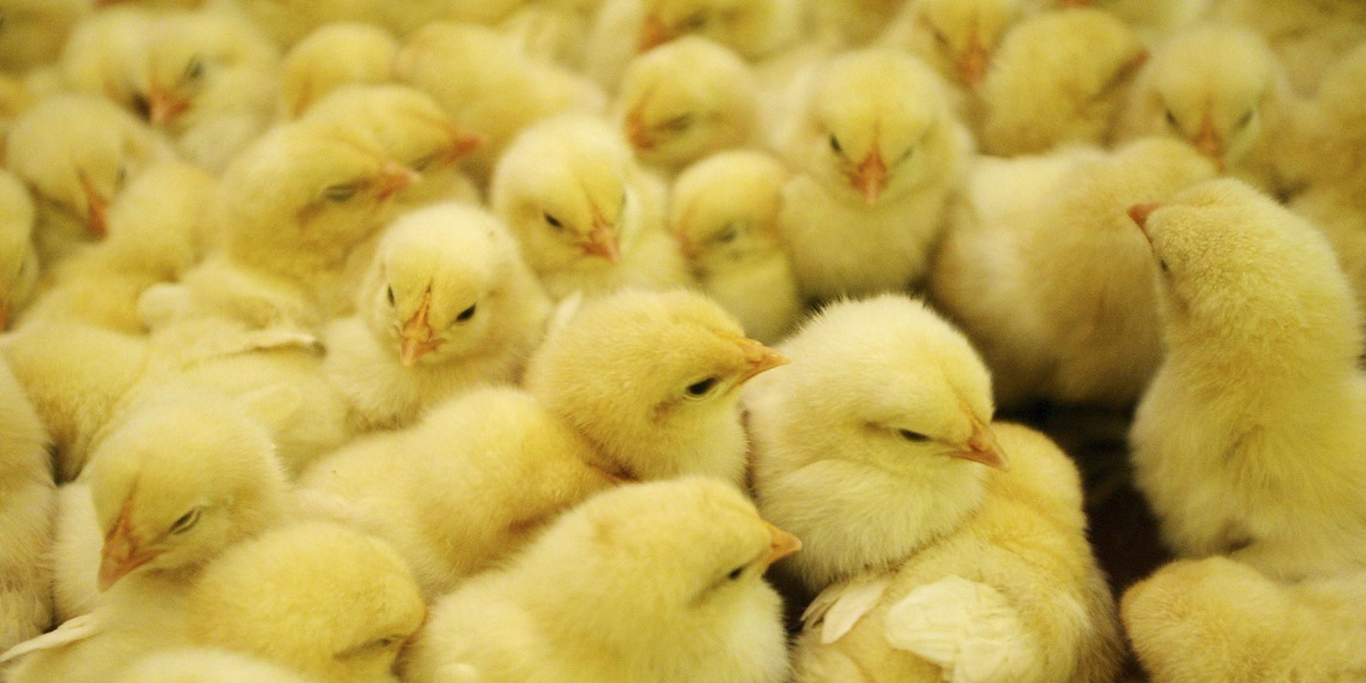 L’impegno di Coop per salvare i pulcini maschi - LifeGate