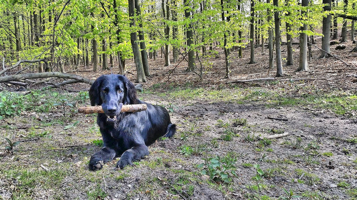 Flat coated retriever: origini, aspetto e carattere del cane versatile ...
