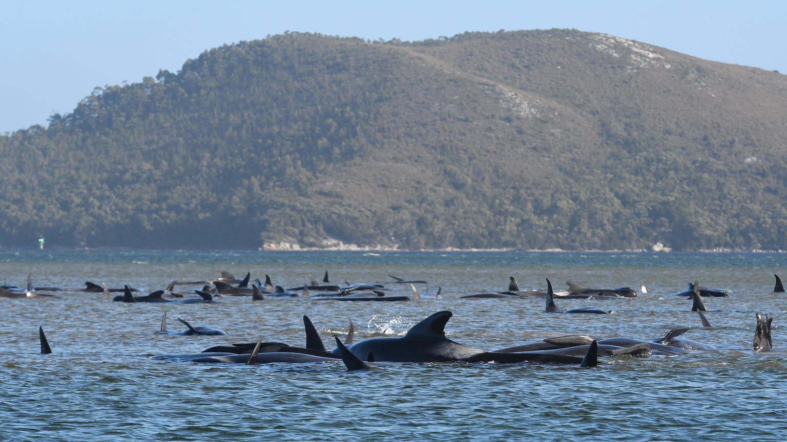 Australia, 470 cetacei spiaggiati nello stato della Tasmania - LifeGate